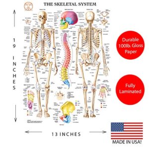 Human Body Anatomy Laminated 3 Poster Set Includes Skeletal System Muscular System and Organs of the Human Body Medical Charts Nursing Medical Student Gifts 13"x19" Professional