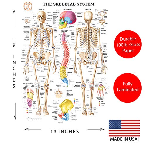 Human Body Anatomy Laminated 3 Poster Set Includes Skeletal System Muscular System and Organs of the Human Body Medical Charts Nursing Medical Student Gifts 13"x19" Professional