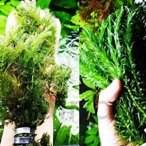 mainam 1 hornwort bunch + 3 anacharis freshcut for pond live aquarium plant tropical oxygenating