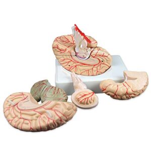 vision scientific vab443 life size human brain with arteries - 9 parts | shows frontal, parietal, temporal & occipital lobes | half of brain stem, half of cerebellum, brain arteries | product manual