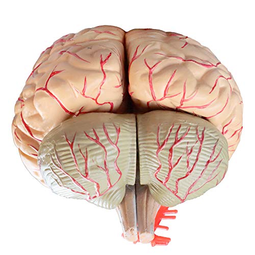 Vision Scientific VAB443 Life Size Human Brain with Arteries - 9 Parts | Shows Frontal, Parietal, Temporal & Occipital Lobes | Half of Brain Stem, Half of Cerebellum, Brain Arteries | Product Manual