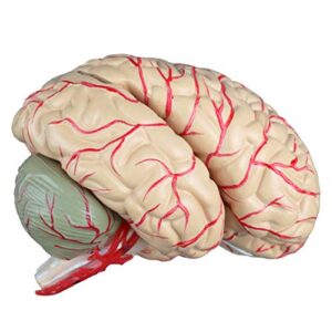 Vision Scientific VAB443 Life Size Human Brain with Arteries - 9 Parts | Shows Frontal, Parietal, Temporal & Occipital Lobes | Half of Brain Stem, Half of Cerebellum, Brain Arteries | Product Manual