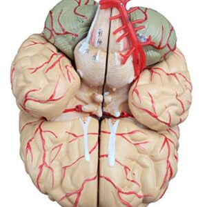 Vision Scientific VAB443 Life Size Human Brain with Arteries - 9 Parts | Shows Frontal, Parietal, Temporal & Occipital Lobes | Half of Brain Stem, Half of Cerebellum, Brain Arteries | Product Manual