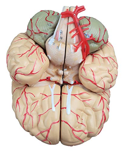 Vision Scientific VAB443 Life Size Human Brain with Arteries - 9 Parts | Shows Frontal, Parietal, Temporal & Occipital Lobes | Half of Brain Stem, Half of Cerebellum, Brain Arteries | Product Manual