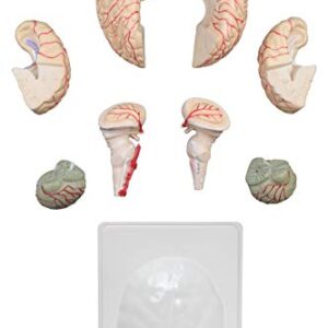 Vision Scientific VAB443 Life Size Human Brain with Arteries - 9 Parts | Shows Frontal, Parietal, Temporal & Occipital Lobes | Half of Brain Stem, Half of Cerebellum, Brain Arteries | Product Manual