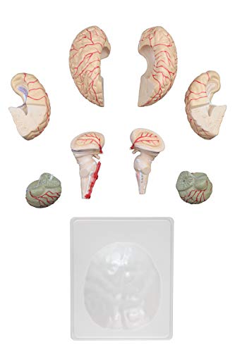 Vision Scientific VAB443 Life Size Human Brain with Arteries - 9 Parts | Shows Frontal, Parietal, Temporal & Occipital Lobes | Half of Brain Stem, Half of Cerebellum, Brain Arteries | Product Manual