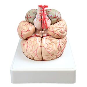 Vision Scientific VAB443 Life Size Human Brain with Arteries - 9 Parts | Shows Frontal, Parietal, Temporal & Occipital Lobes | Half of Brain Stem, Half of Cerebellum, Brain Arteries | Product Manual