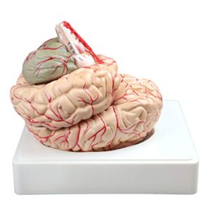 Vision Scientific VAB443 Life Size Human Brain with Arteries - 9 Parts | Shows Frontal, Parietal, Temporal & Occipital Lobes | Half of Brain Stem, Half of Cerebellum, Brain Arteries | Product Manual