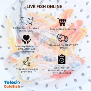 Toledo Goldfish Fantail Goldfish from, Variety of Colors and Patterns - Perfect for Ponds or Aquariums - 3-4 Inches, 25 Count