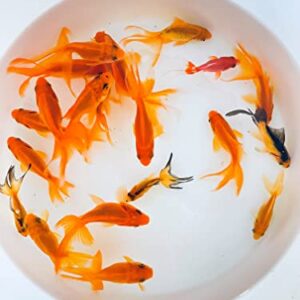 Toledo Goldfish Fantail Goldfish from, Variety of Colors and Patterns - Perfect for Ponds or Aquariums - 3-4 Inches, 25 Count