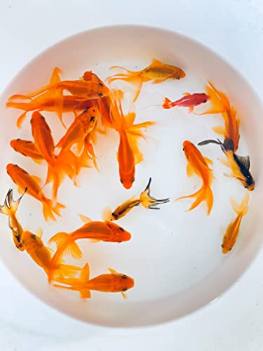 Toledo Goldfish Fantail Goldfish from, Variety of Colors and Patterns - Perfect for Ponds or Aquariums - 3-4 Inches, 25 Count