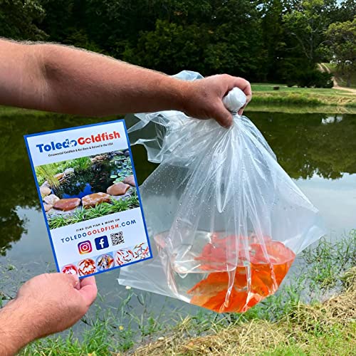 Toledo Goldfish Fantail Goldfish from, Variety of Colors and Patterns - Perfect for Ponds or Aquariums - 3-4 Inches, 25 Count