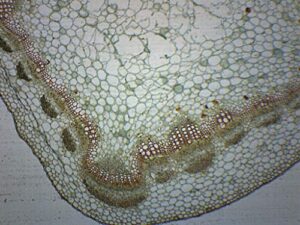 herbaceous & woody stems, cross section - prepared microscope slide - 75 x 25mm - biology & microscopy - eisco labs