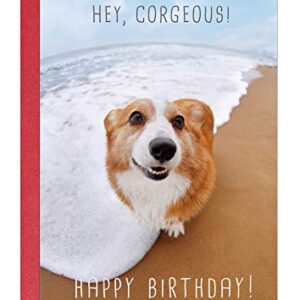 Maplelon Corgi Birthday Card, Corgeous Dog Bday Card for Husband Boyfriend Friend Corgi Lover, Funny Card