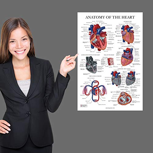 Palace Learning Heart Anatomy Poster - LAMINATED - Anatomical Chart of the Human Heart - 18" x 24"