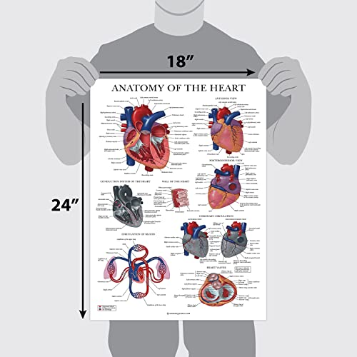 Palace Learning Heart Anatomy Poster - LAMINATED - Anatomical Chart of the Human Heart - 18" x 24"