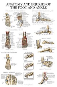 palace learning laminated anatomy and injuries of the foot and ankle poster - anatomical chart of foot and ankle joint - 18" x 24"