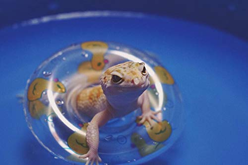 3.74 Inch Lizard Bearded Dragon Leopard Gecko Bath Collar Ring Swimming Rings Reptile Swim Life Jacket Float Ring for Leopard Gecko Anole Amphibians Cage Accessories Photo Shoot Toy (5 PCS)