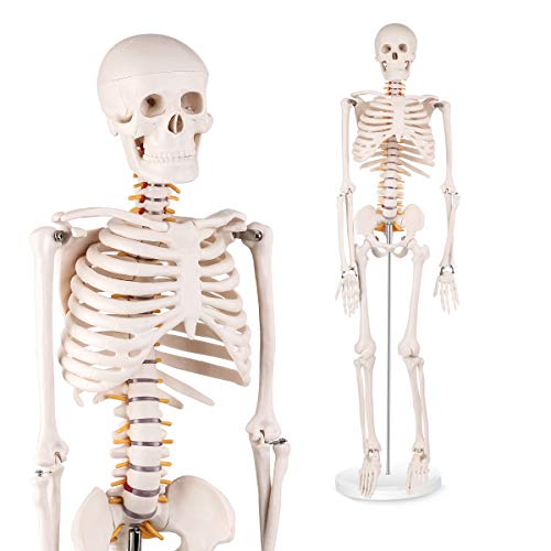 MIIRR Human Skeleton Model, 33.4" Skeleton with Removable Skull Cap, Movable Arms and Legs, Perfect for Teaching and Learning