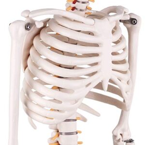 MIIRR Human Skeleton Model, 33.4" Skeleton with Removable Skull Cap, Movable Arms and Legs, Perfect for Teaching and Learning