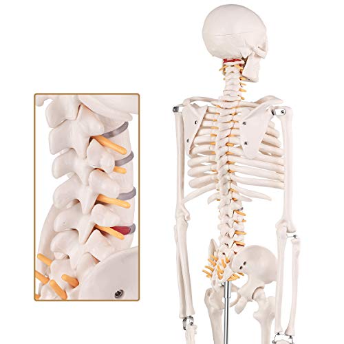 MIIRR Human Skeleton Model, 33.4" Skeleton with Removable Skull Cap, Movable Arms and Legs, Perfect for Teaching and Learning