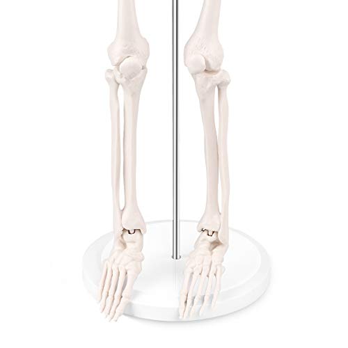 MIIRR Human Skeleton Model, 33.4" Skeleton with Removable Skull Cap, Movable Arms and Legs, Perfect for Teaching and Learning