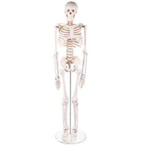 MIIRR Human Skeleton Model, 33.4" Skeleton with Removable Skull Cap, Movable Arms and Legs, Perfect for Teaching and Learning