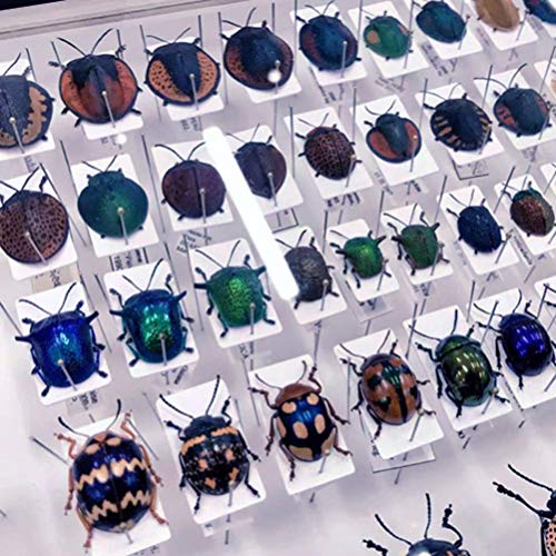 balacoo Specimen Box Insect Display Case Display Shadow Box Frame Entomology Supplies for Insect Butterfly Specimen Display Collages Collections