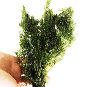 planterest | hornwort ceratophyllum demersum live aquarium plant easy for beginner tropical pond aquatic plants decoration - buy2get1free -