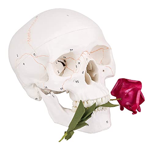 Life Size 3-parts numbered Skull Model with Full Set of Teeth ,Removable Skull Cap and Articulated Mandible, Detailed Product Poster Includes