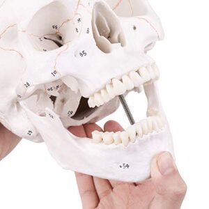 Life Size 3-parts numbered Skull Model with Full Set of Teeth ,Removable Skull Cap and Articulated Mandible, Detailed Product Poster Includes