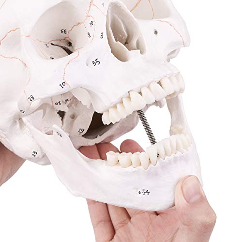 Life Size 3-parts numbered Skull Model with Full Set of Teeth ,Removable Skull Cap and Articulated Mandible, Detailed Product Poster Includes