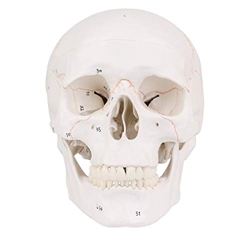 Life Size 3-parts numbered Skull Model with Full Set of Teeth ,Removable Skull Cap and Articulated Mandible, Detailed Product Poster Includes