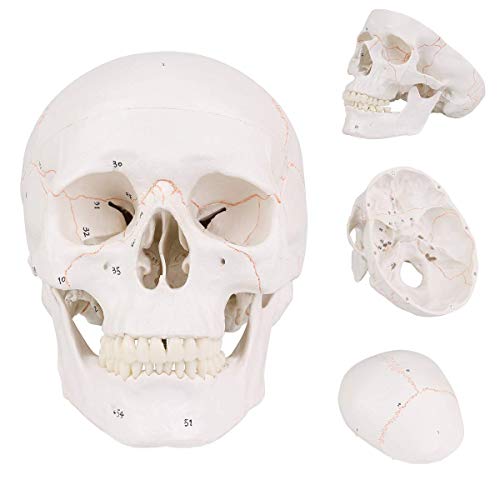 Life Size 3-parts numbered Skull Model with Full Set of Teeth ,Removable Skull Cap and Articulated Mandible, Detailed Product Poster Includes