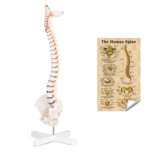 LYOU Flexible Spine Model, 34'' Life Size Spine Anatomical Model with Vertebrae, Nerves, Arteries, Lumbar Column and Male Pelvis, Colorful Poster Include