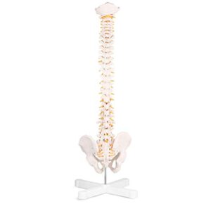 LYOU Flexible Spine Model, 34'' Life Size Spine Anatomical Model with Vertebrae, Nerves, Arteries, Lumbar Column and Male Pelvis, Colorful Poster Include