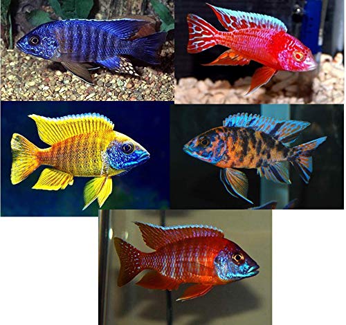 Family of (5) African Cichlids 2" Live Tropical Fish Assorted Alonocara Peacock Cichlid Fish