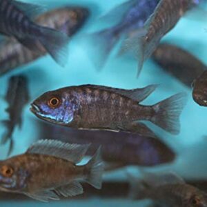 Family of (5) African Cichlids 2" Live Tropical Fish Assorted Alonocara Peacock Cichlid Fish