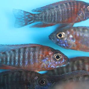 Family of (5) African Cichlids 2" Live Tropical Fish Assorted Alonocara Peacock Cichlid Fish