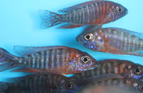 Family of (5) African Cichlids 2" Live Tropical Fish Assorted Alonocara Peacock Cichlid Fish