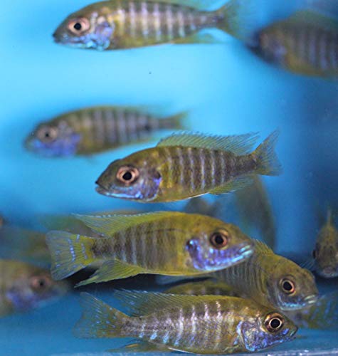 Family of (5) African Cichlids 2" Live Tropical Fish Assorted Alonocara Peacock Cichlid Fish