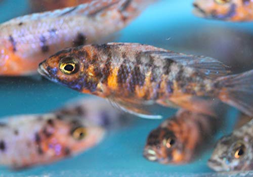 Family of (5) African Cichlids 2" Live Tropical Fish Assorted Alonocara Peacock Cichlid Fish