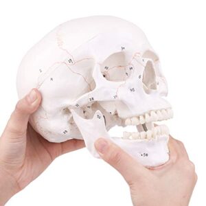 LYOU Human Skull Model with Newest Laser-Etched Fonts, Life Size Adult Human Anatomy Head Skeleton Model with Removable Skull Cap and Articulated Mandible, Labelled Diagram Poster Includes