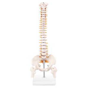 skumod human spine bone skeleton model - human spine model for medical rehabilitation training, anatomical medical teaching tool(15 inch tall)