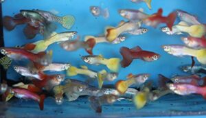 family of (25) fancy guppies live tropical fish for aquarium pond or fish tank