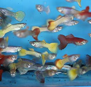 Family of (25) Fancy Guppies Live Tropical Fish for Aquarium Pond or Fish Tank