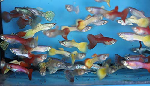 Family of (25) Fancy Guppies Live Tropical Fish for Aquarium Pond or Fish Tank