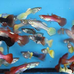 Family of (25) Fancy Guppies Live Tropical Fish for Aquarium Pond or Fish Tank