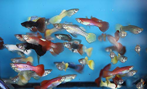 Family of (25) Fancy Guppies Live Tropical Fish for Aquarium Pond or Fish Tank