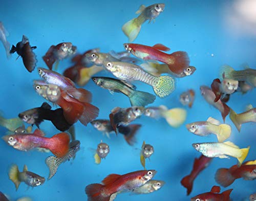 Family of (25) Fancy Guppies Live Tropical Fish for Aquarium Pond or Fish Tank